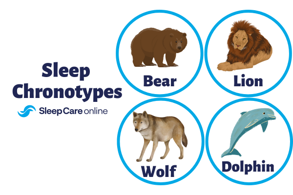 What Is A Chronotype? - Sleep Care Online